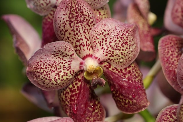 Vanda Orchidee